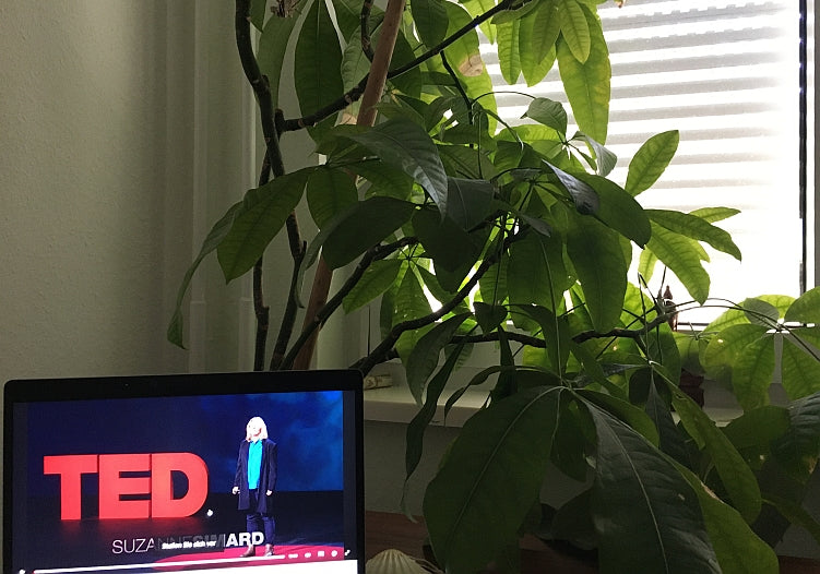 Inspirational TED talks about trees | baumbad.de
