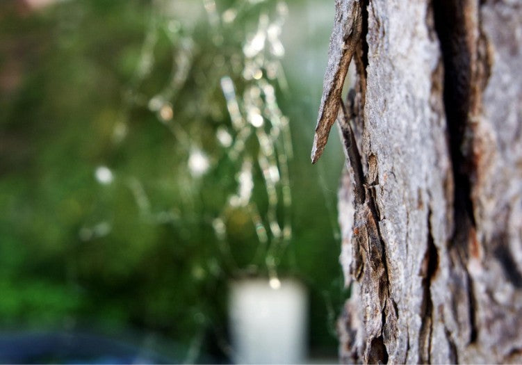 Detecting and combating pests on trees: effective measures to protect ...