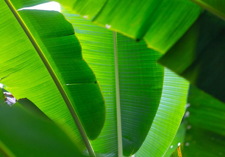Bananenpalme_274b9813-c4fd-48ce-80fb-b960a07684a3_1200x1200.jpg?v ...