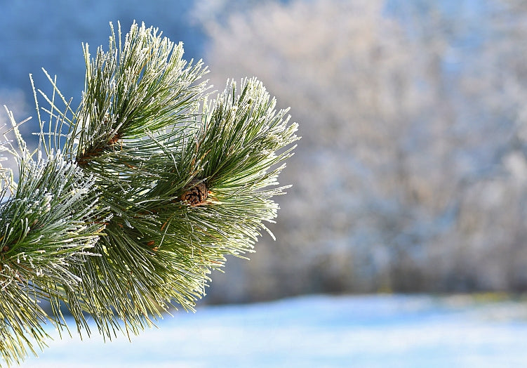 Baume_im_Winter_Freepik_152c930e-3c09-4552-9ae3-bdafb6410982_1200x1200 ...