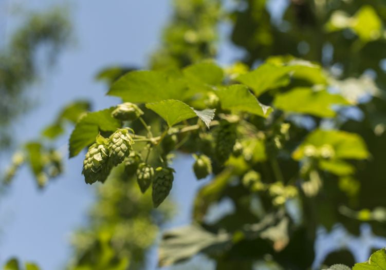 Hopfenbuche_a1fbdb33-9939-4c98-9ad9-fe992722d304_1200x1200.jpg?v=1765881953