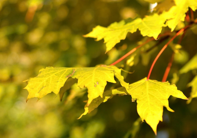 Kugelahorn_868cd98e-e49f-445e-a910-3348f9d6c065_1200x1200.jpg?v=1756454313