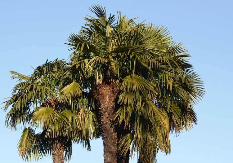 Palme_81093766-d6e2-4a86-b81d-c8ce2aea8c14_1200x1200.jpg?v=1756452764