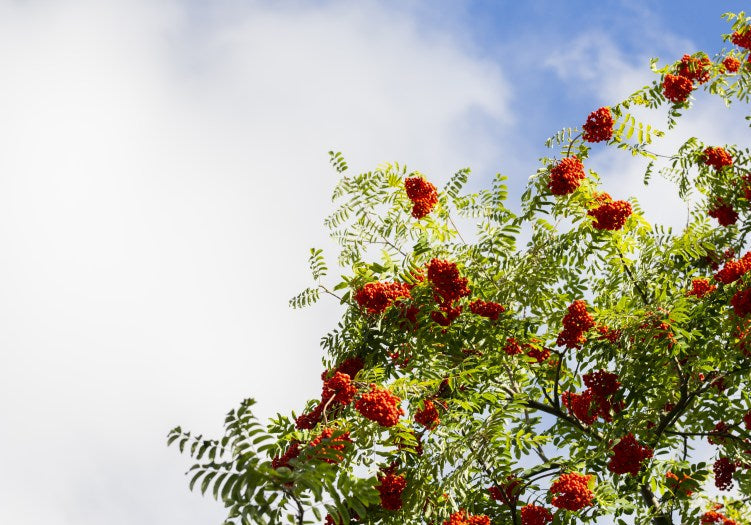 Sauleneberesche_e884b95c-4030-4997-911d-3c12f1485b9d_1200x1200.jpg?v ...