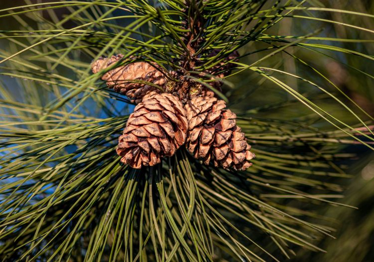 Schwarzkiefer_56523906-ff74-4bda-b94b-b9ffb10d33c3_1200x1200.jpg?v ...