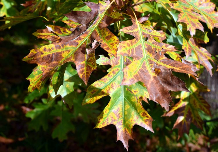 Sumpfeiche_6c8742fd-7ad3-45d7-880a-91aeb05a43c8_1200x1200.jpg?v=1747214540