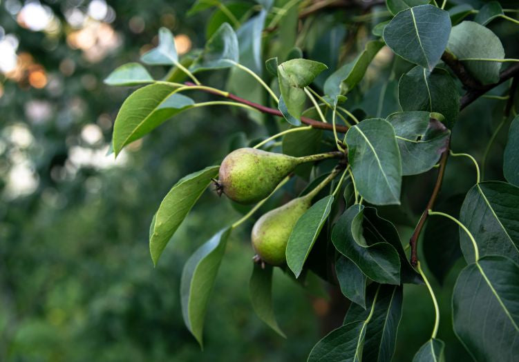 Wildbirne_giessen_0a620848-1a07-463b-9dfc-ff9b38e59d3d_1200x1200.jpg?v ...