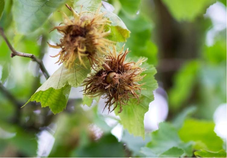 baum-hasel-haselnuss-baerennuss-giessen-corylus-colurna-bb_23c7a714 ...