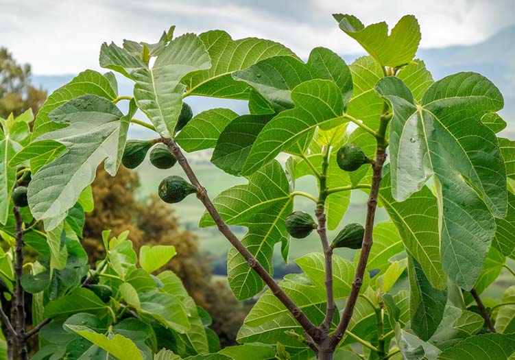 feigenbaum-giessen-bb_d26d6c11-37e6-425e-84b8-1856031e8b6c_1200x1200 ...