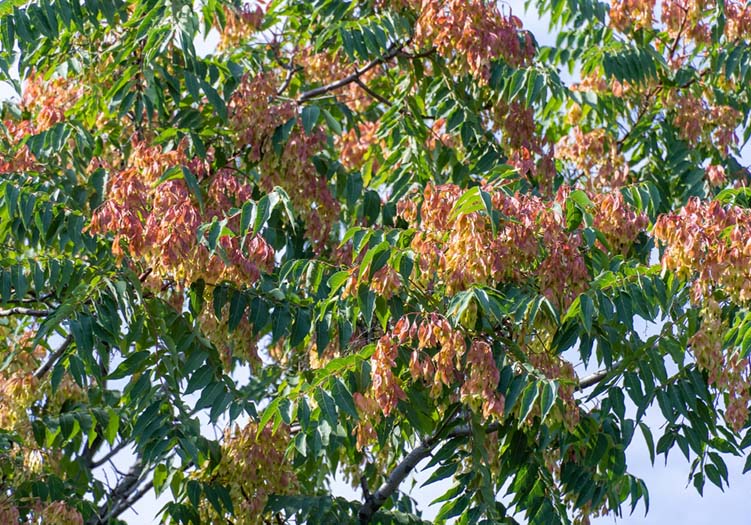 goetterbaum-ailanthus-altissima-giessen-bb_229c0b7a-c7eb-4cca-97b9 ...