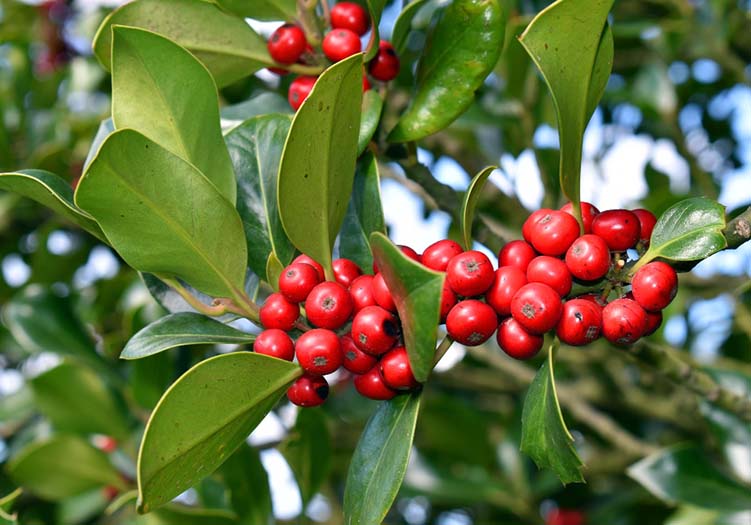 stechpalme-giessen-ilex-aquifolium-bb_4512cb43-ad09-4e47-b1d8 ...