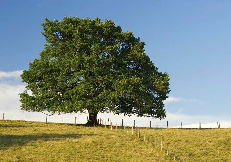 stieleiche-quercus-robur-bb_796cc9d5-e5db-4193-bde5-89b7003d38cd ...