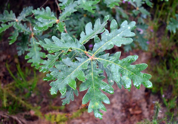 traubeneiche-quercus-petraea-bb_9fbadc8d-59cc-4f3d-8efc-7b428f07b1ca ...