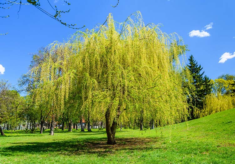 trauerweide-bb_0ba80952-bfd1-4162-ad13-dc8bde55edbe_1200x1200.jpg?v ...