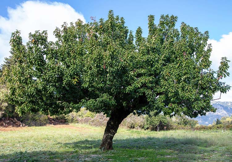 wallnussbaum-bb_40368432-cefe-4ae5-9e74-592e37995415_1200x1200.jpg?v ...